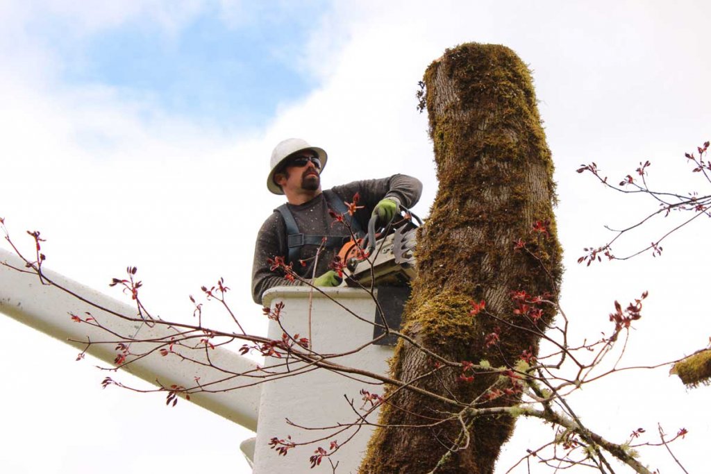 Big Wood Tree Expert – Serving the Willamette Valley